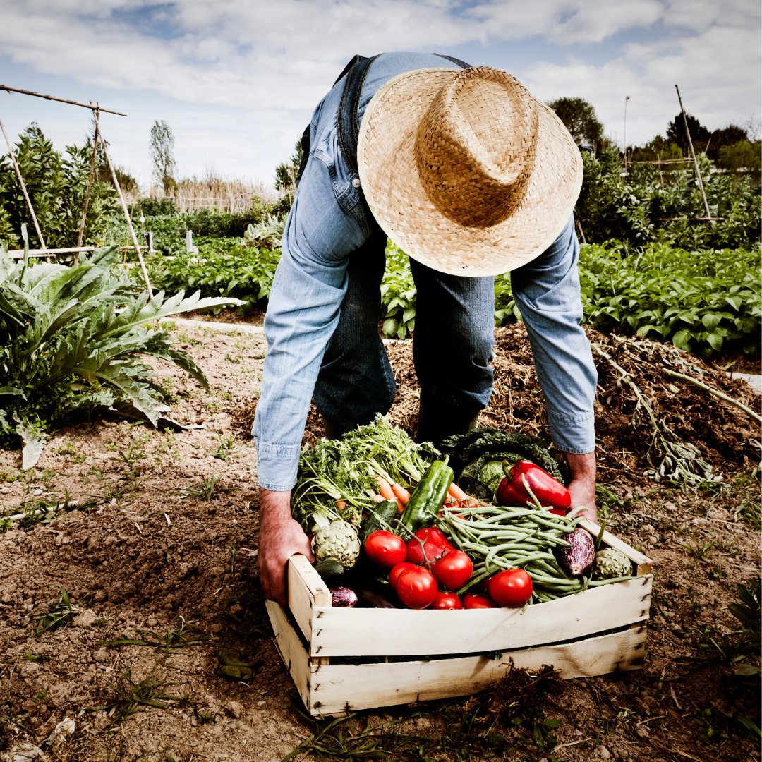 Veggies – Local Yokels